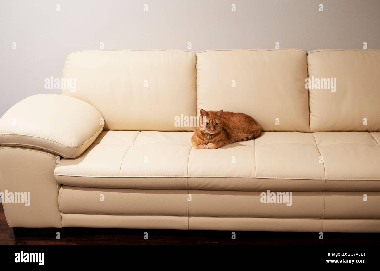 Ginger cat on couch hi-res stock photography and images - Alamy