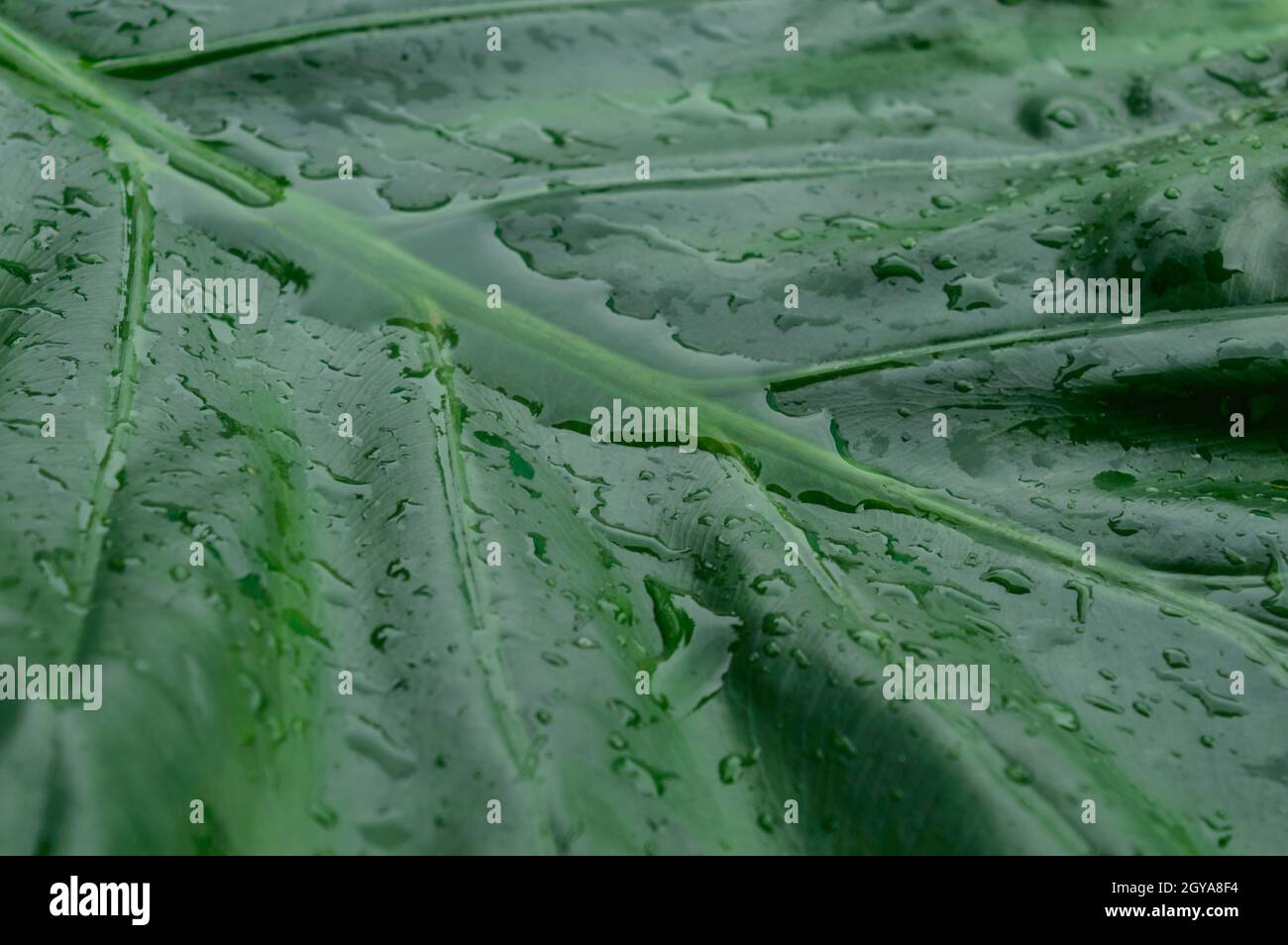 Close up Rain drops on Green Tree leaves. Water Raindrops on green ...