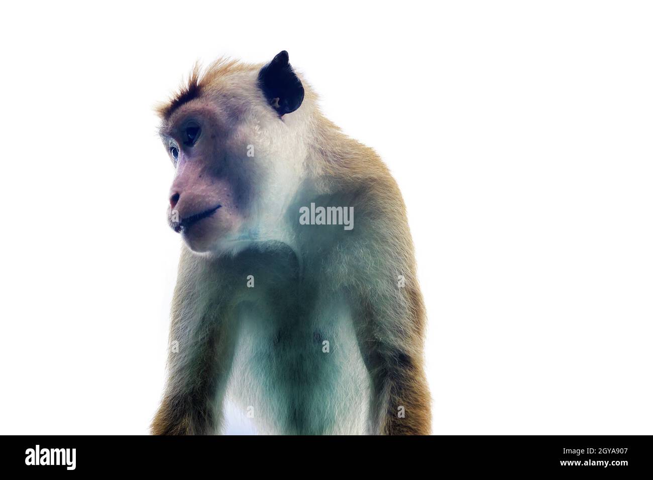 The aggressive monkey is watching (from top to bottom). An old male ...