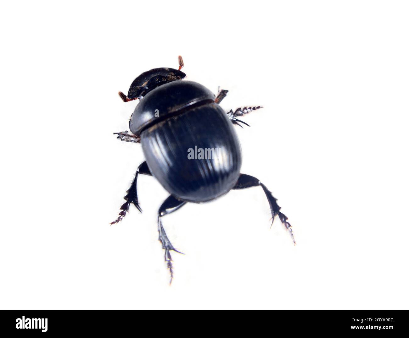 Scarab beetle (Scarabaeus) from Sri Lanka. The insect is isolated on a ...