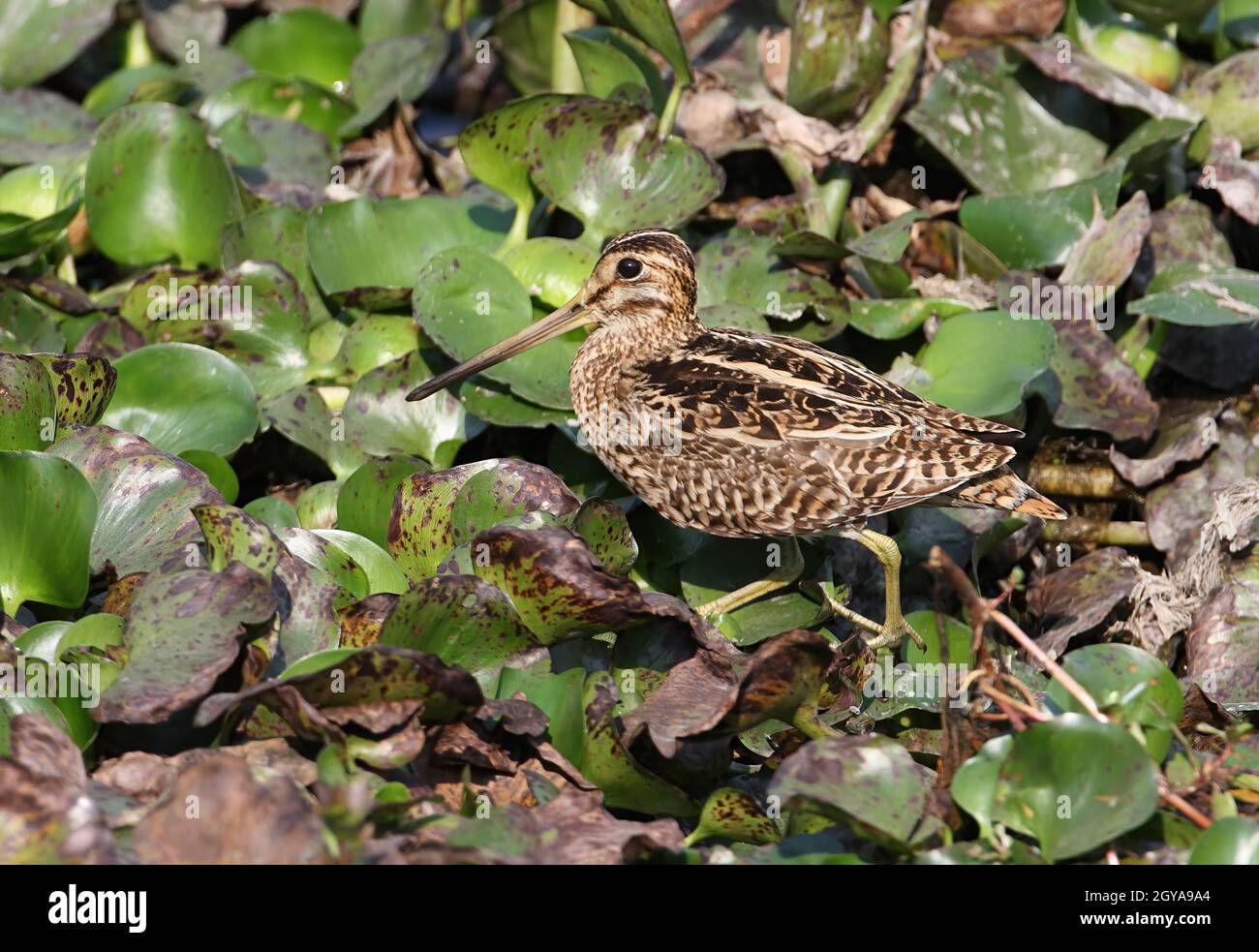 Pintail Snipe (Gallinago stenura) adult walking on Water Hyacinths ...