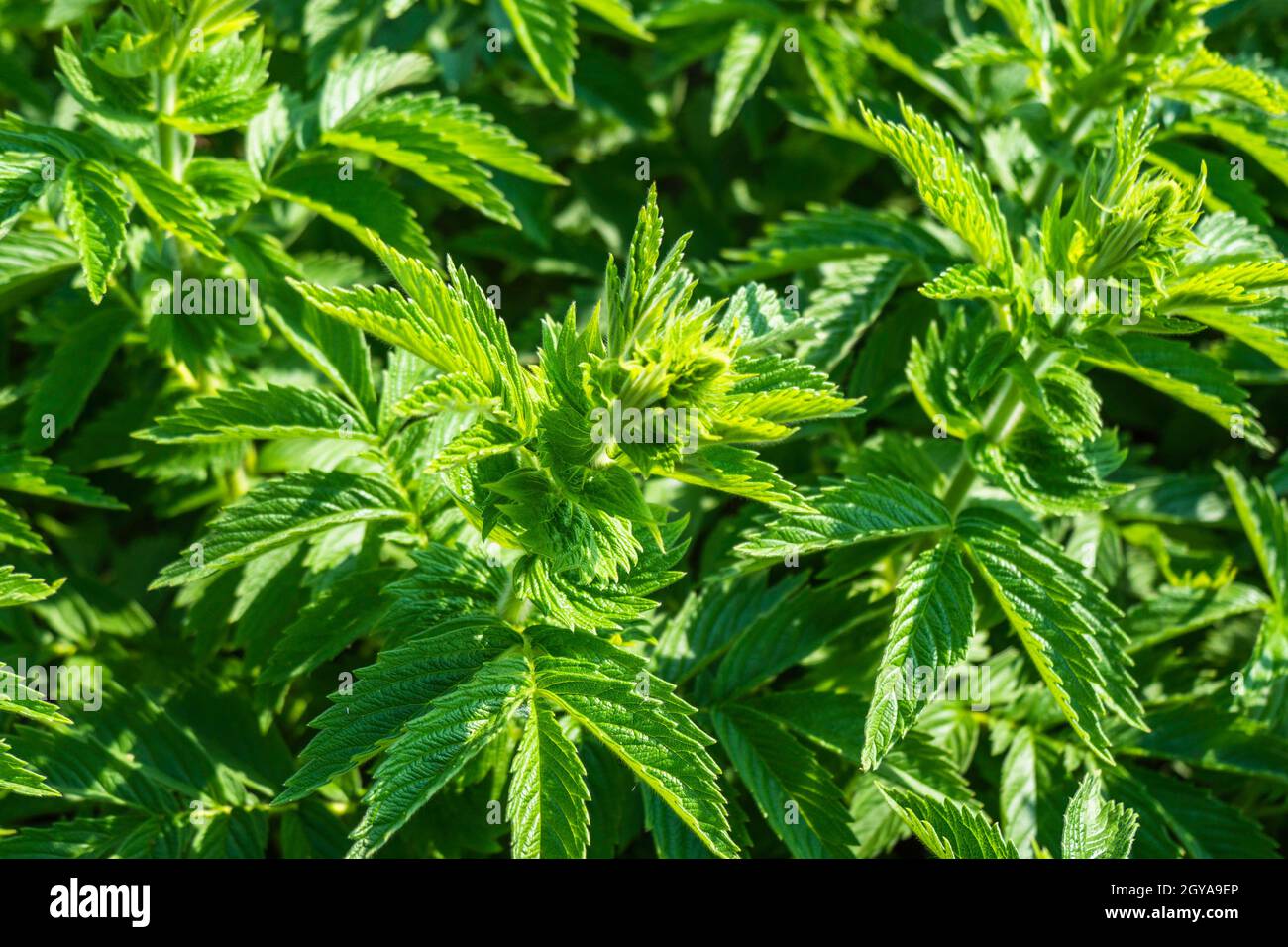 Garden Plant and Bokeh Lighting with Green Nature Background Stock Photo - Alamy
