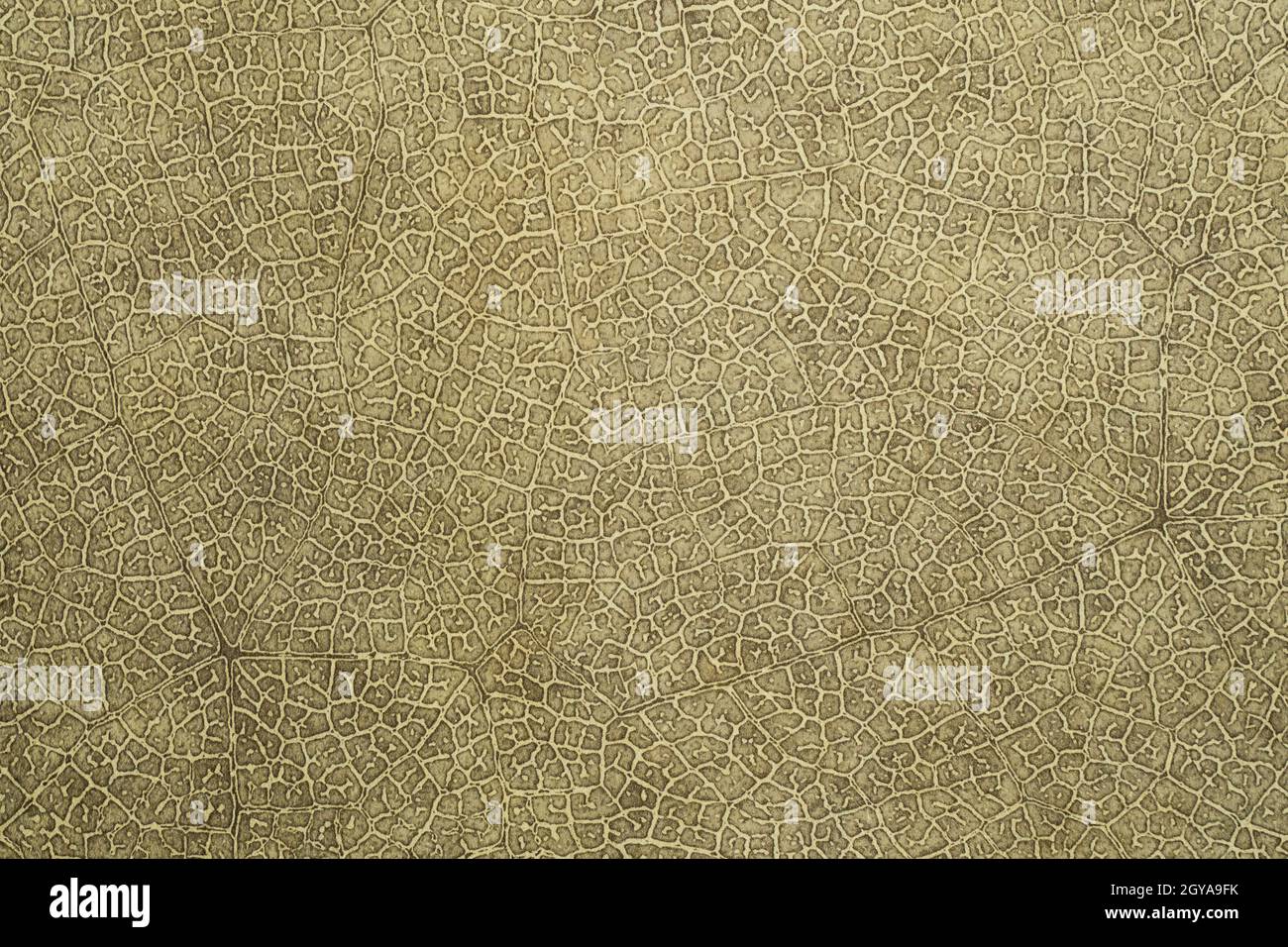 Leather Animal Skin Surface Textured Design Background Stock Photo - Alamy
