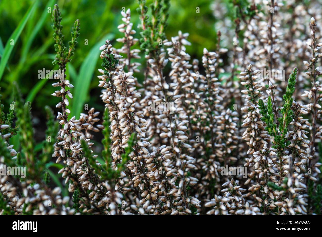 Closeup View of Blooming White Calluna Vulgaris Flowers Stock Photo - Alamy