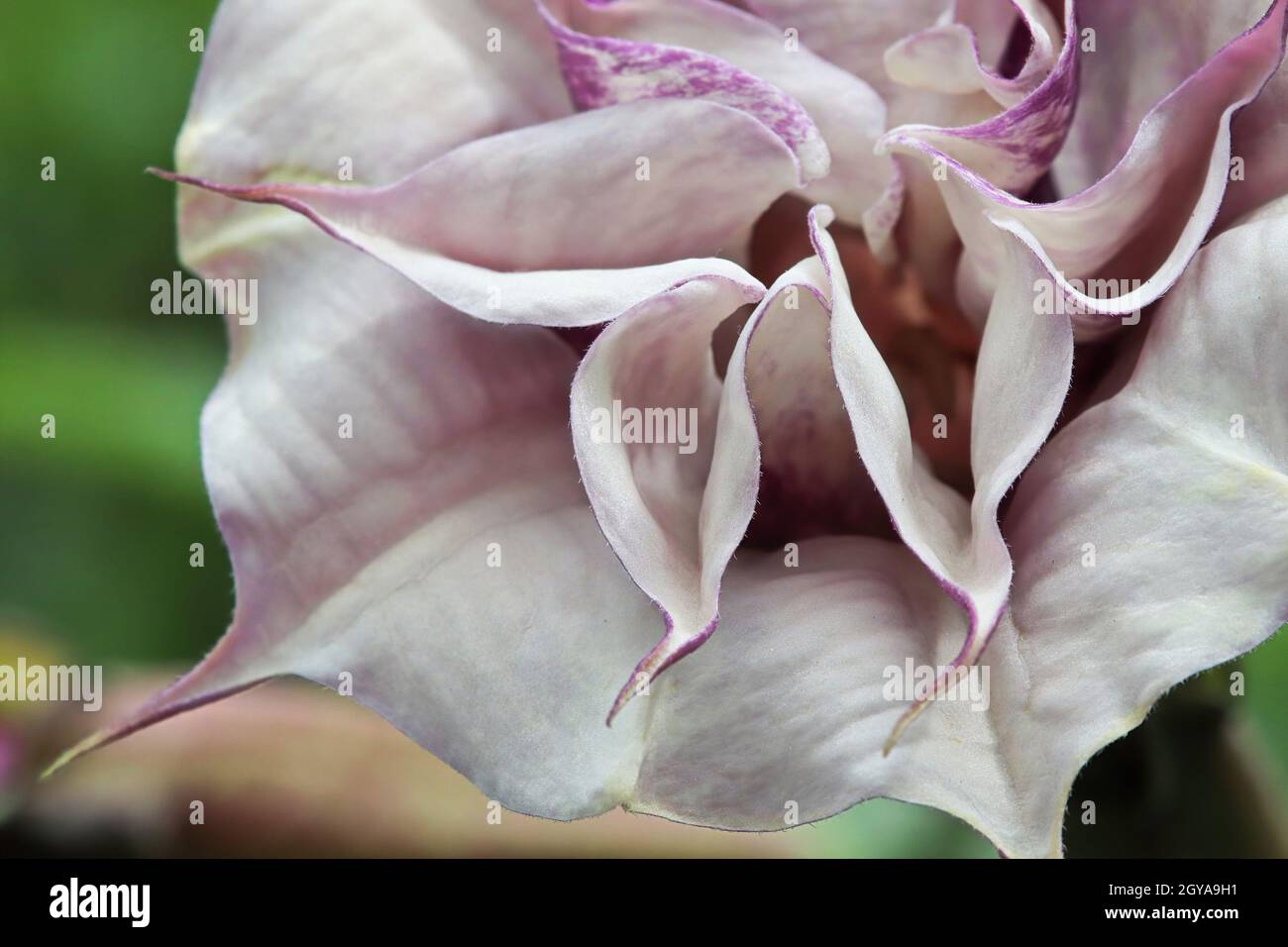 Purple moonflower hi-res stock photography and images - Alamy
