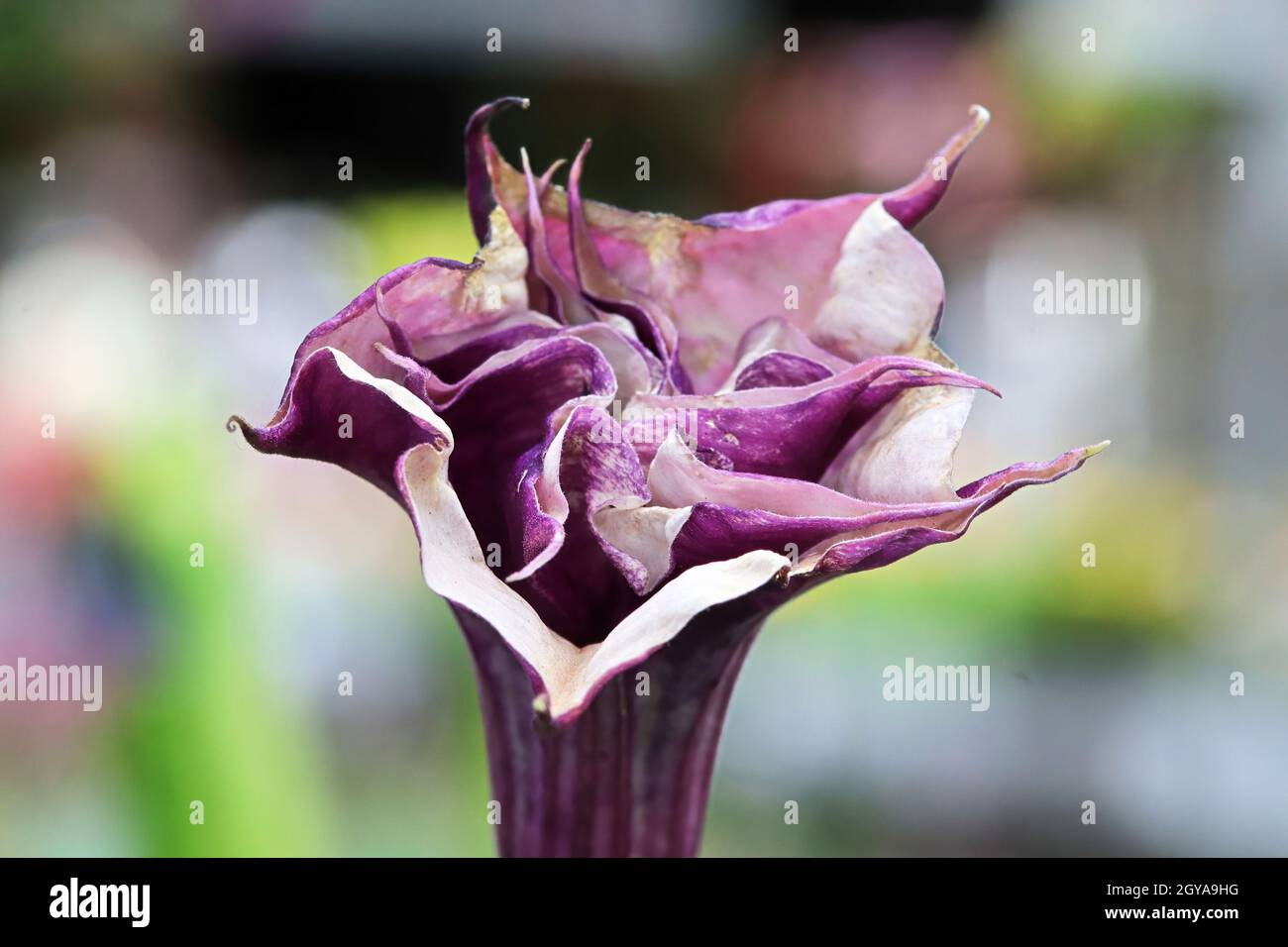 Purple moonflower hi-res stock photography and images - Alamy