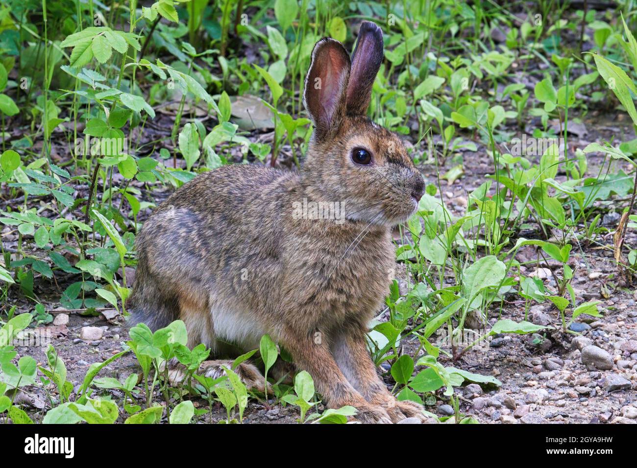 Sitting rabbit feet hi-res stock photography and images - Alamy