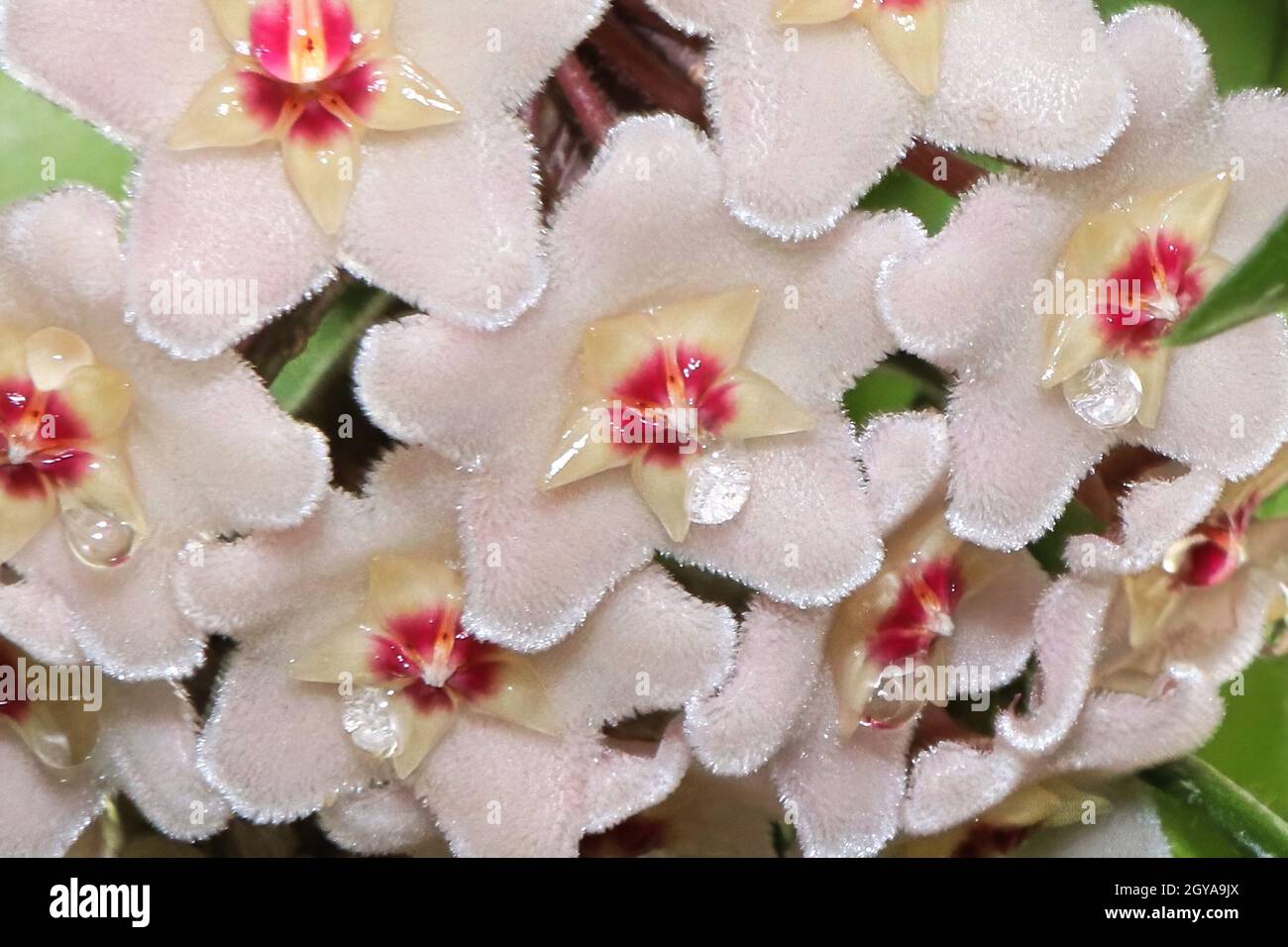 Macro photo of hoya blossoms weeping nectar Stock Photo - Alamy