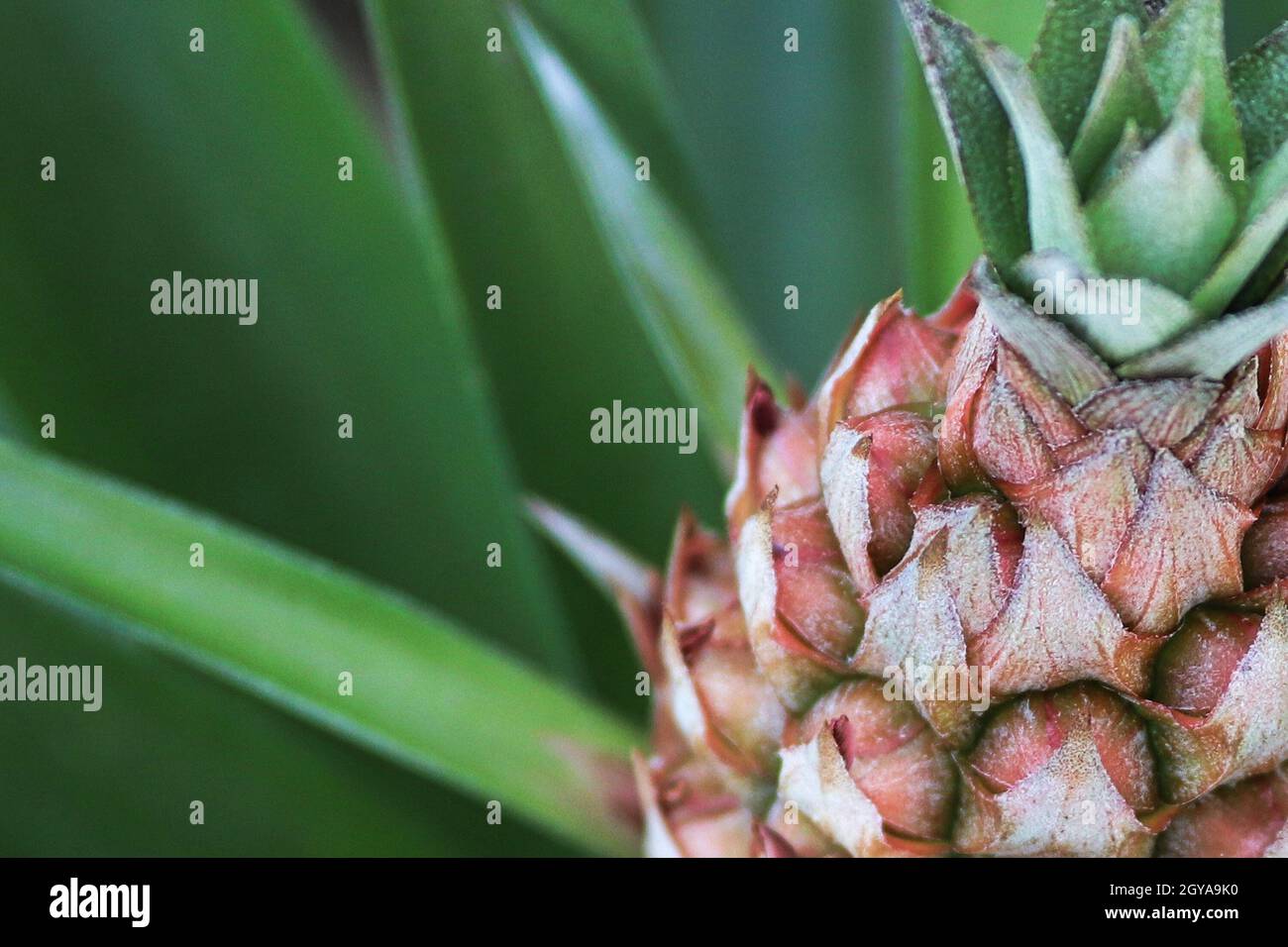 Side view top view of a young pineapple with leaves Stock Photo - Alamy