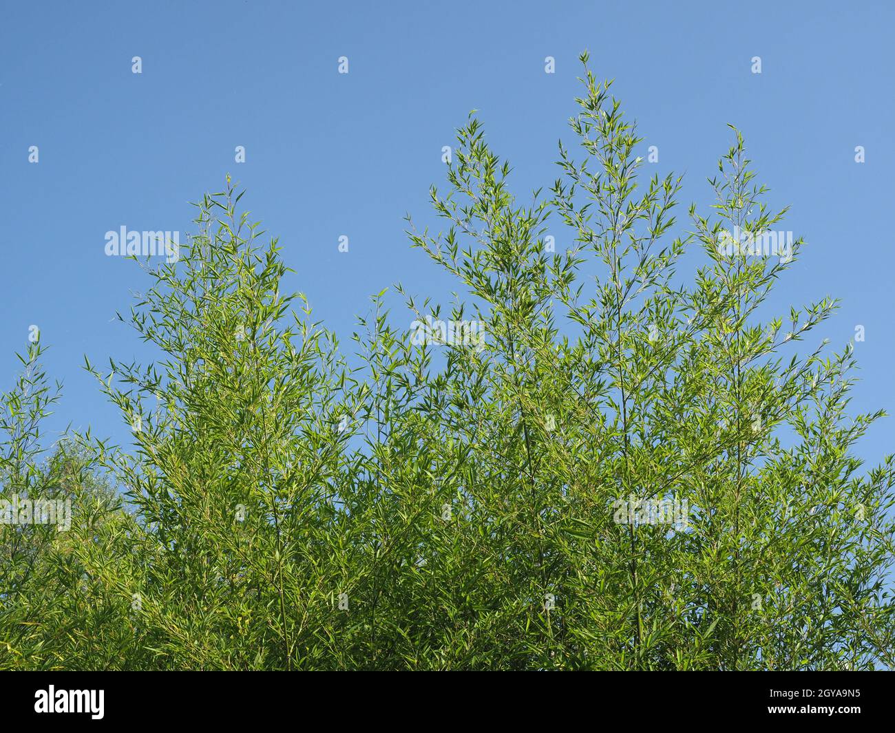 Vegetation classification hi-res stock photography and images - Alamy