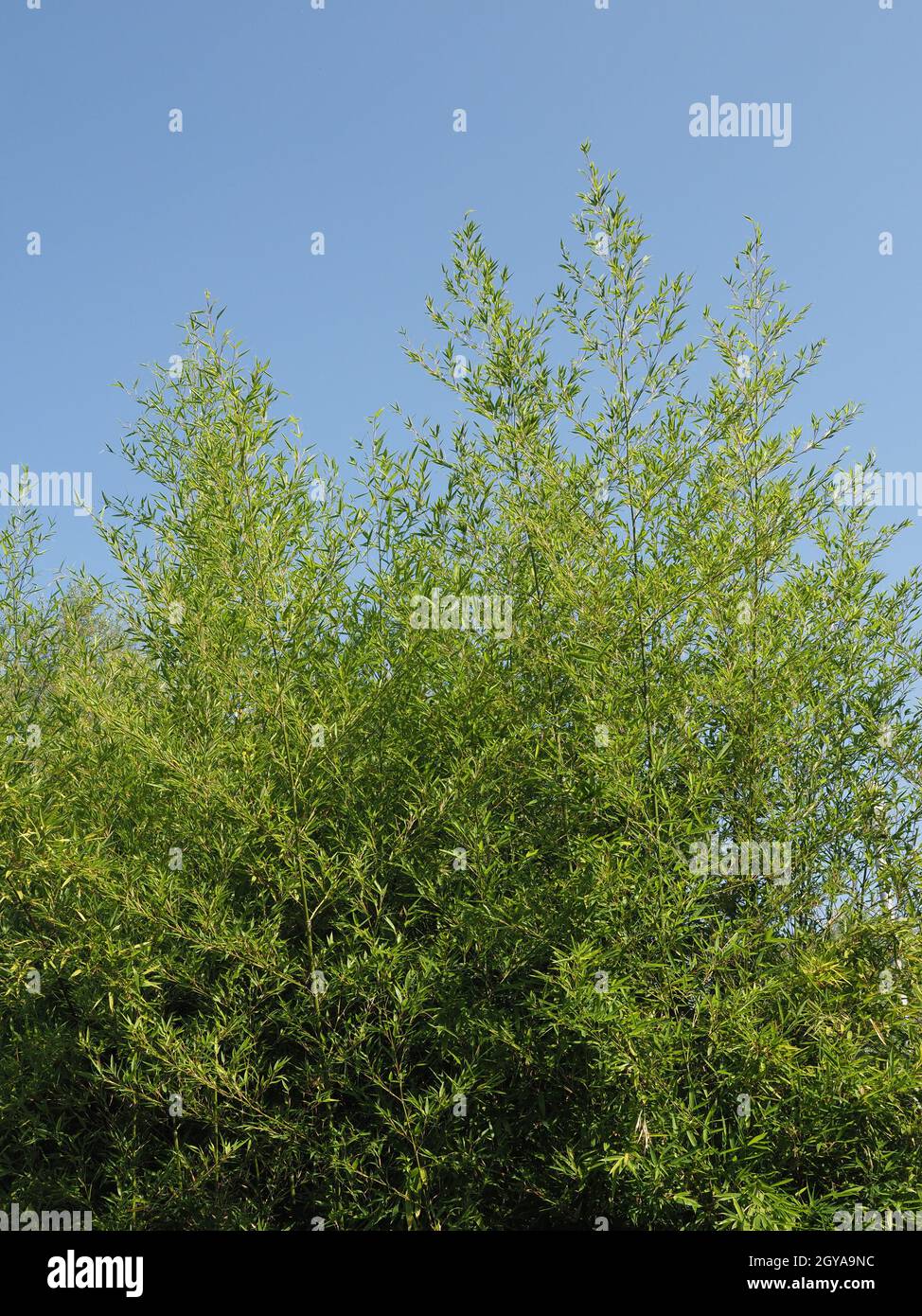 bamboo (scientific classification Angiosperms BOP Bambusoideae) tree ...