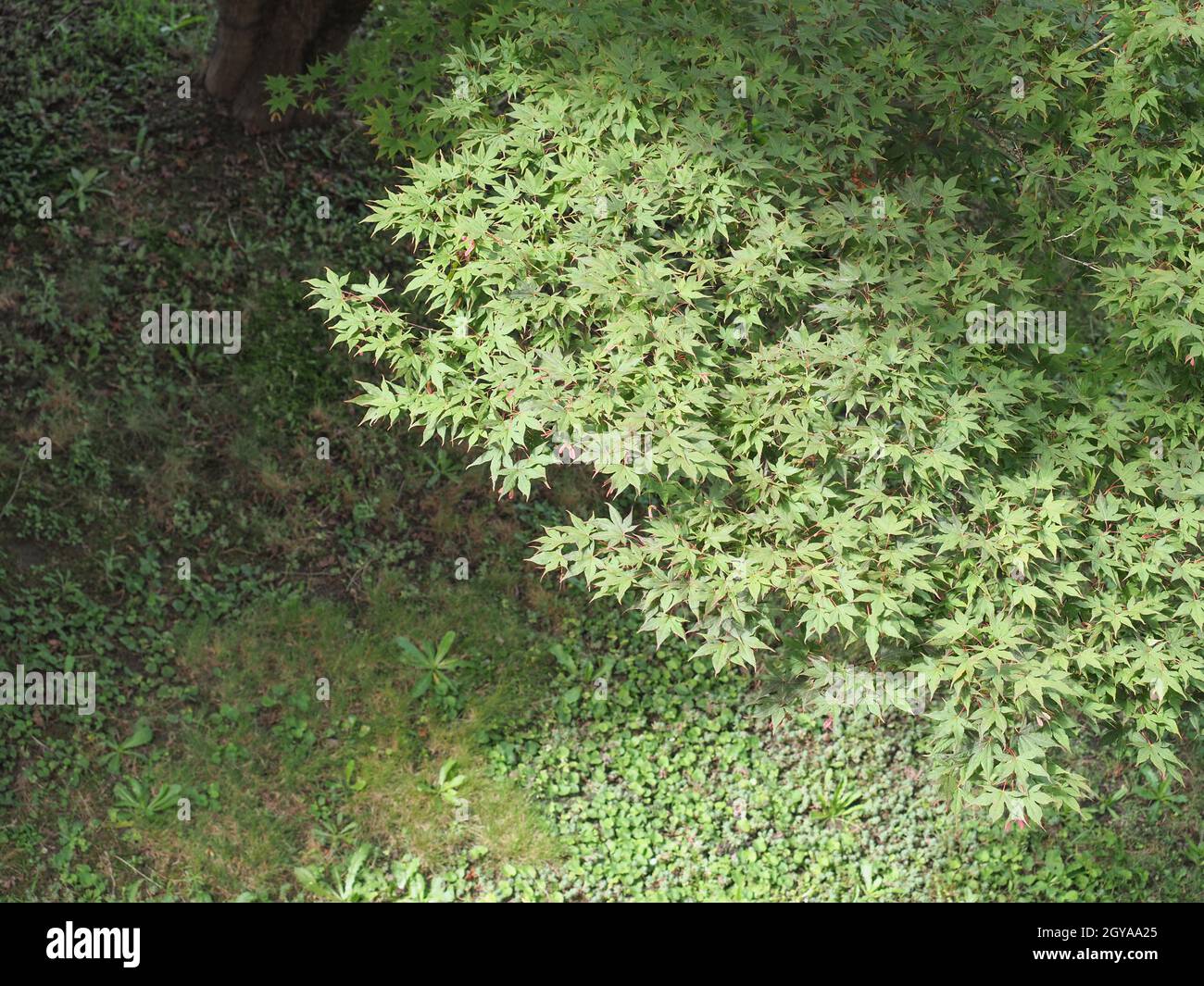 Green maple tree hi-res stock photography and images - Alamy