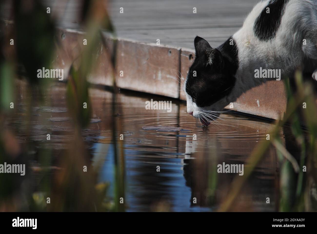 Stray cat is drinking water from an artificial pond Stock Photo - Alamy