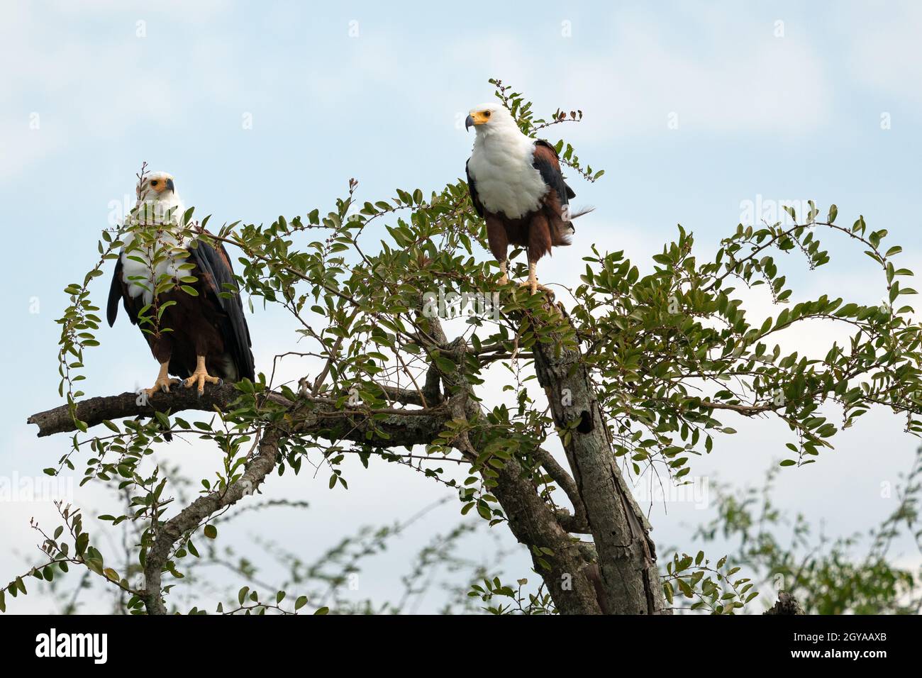 Close up image of african fish eagle haliaeetus vocifer hi-res stock ...