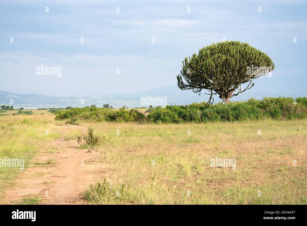 Panoramic landscape, National Parks of Uganda, Africa Stock Photo - Alamy