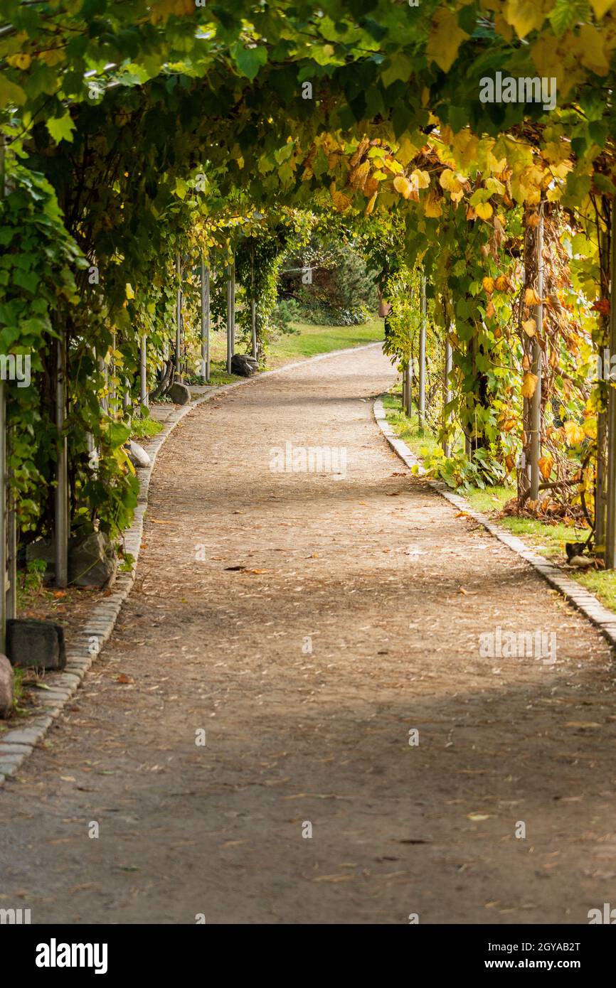 Vertical shot of a beautiful alley in a park Stock Photo - Alamy