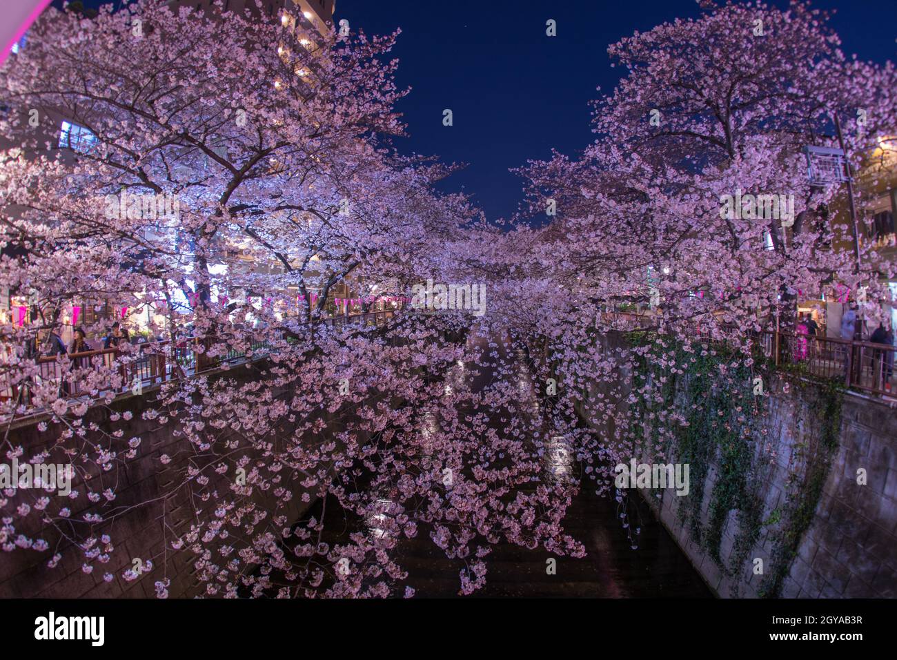 Cherry blossoms of the Meguro River. Shooting Location: Tokyo ...