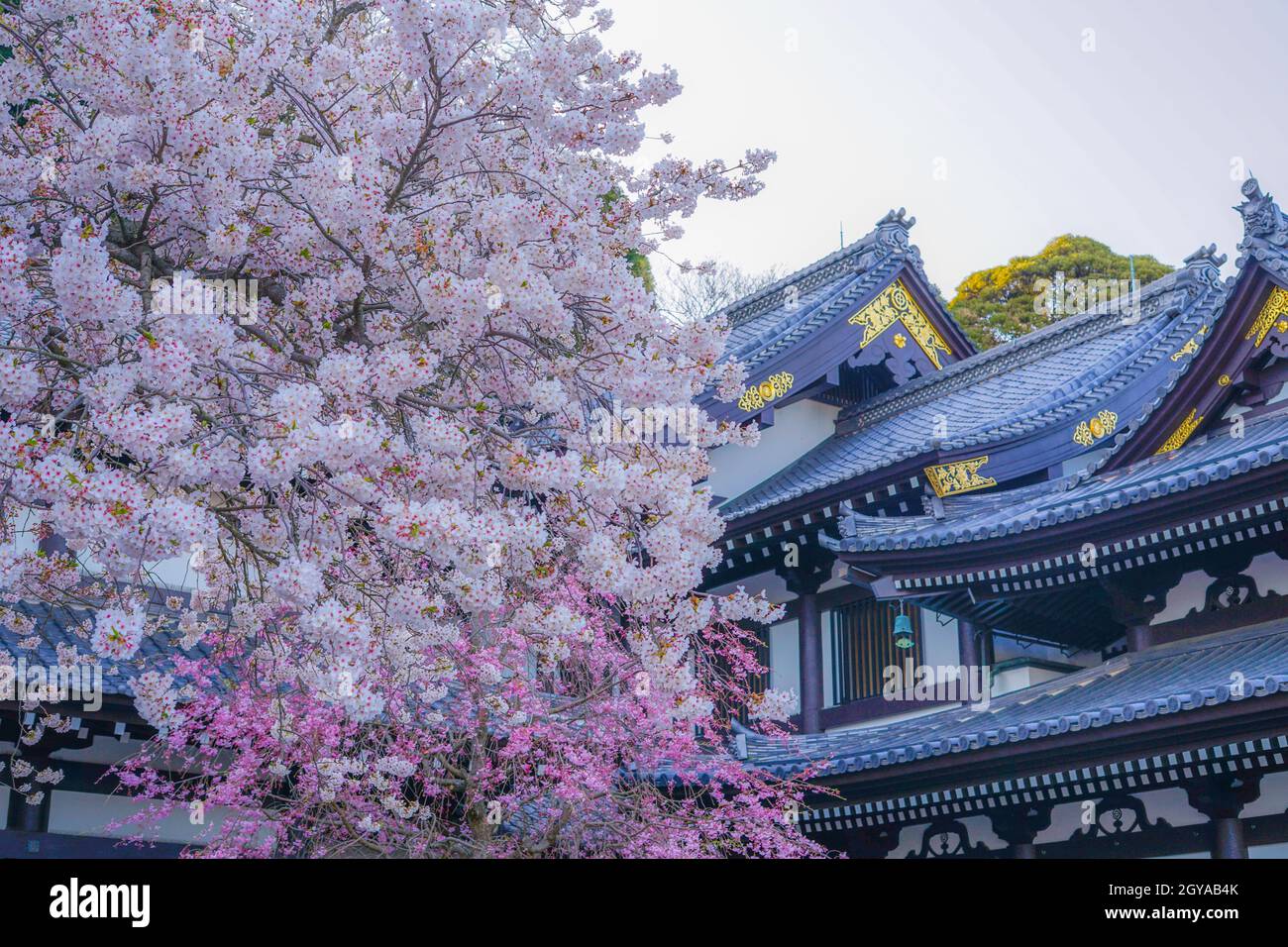 Full bloom of the cherry tree and Kamakura Hasedera landscape. Shooting ...