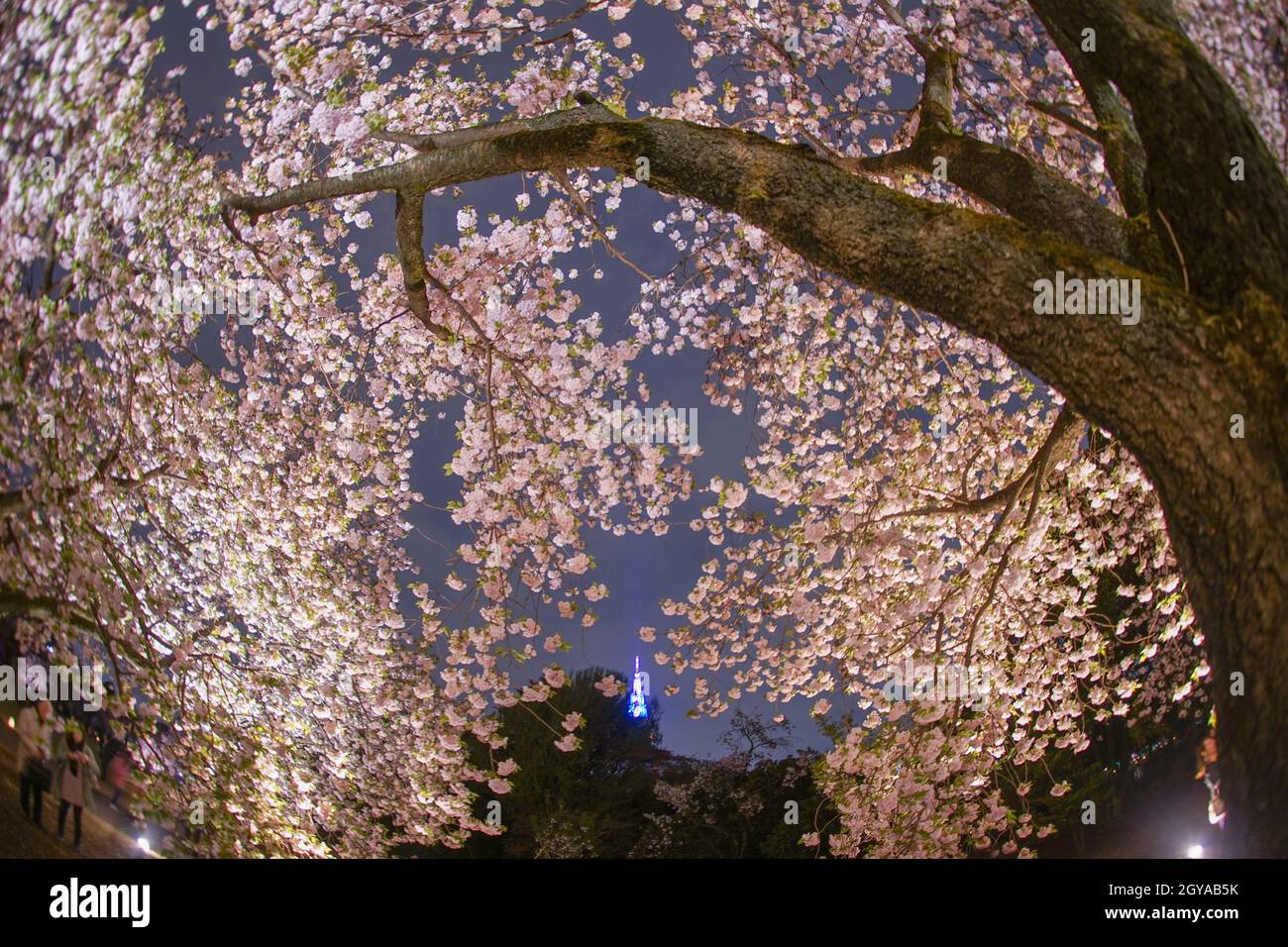 Sakura of large tree and the Shinjuku high-rise building. Shooting ...