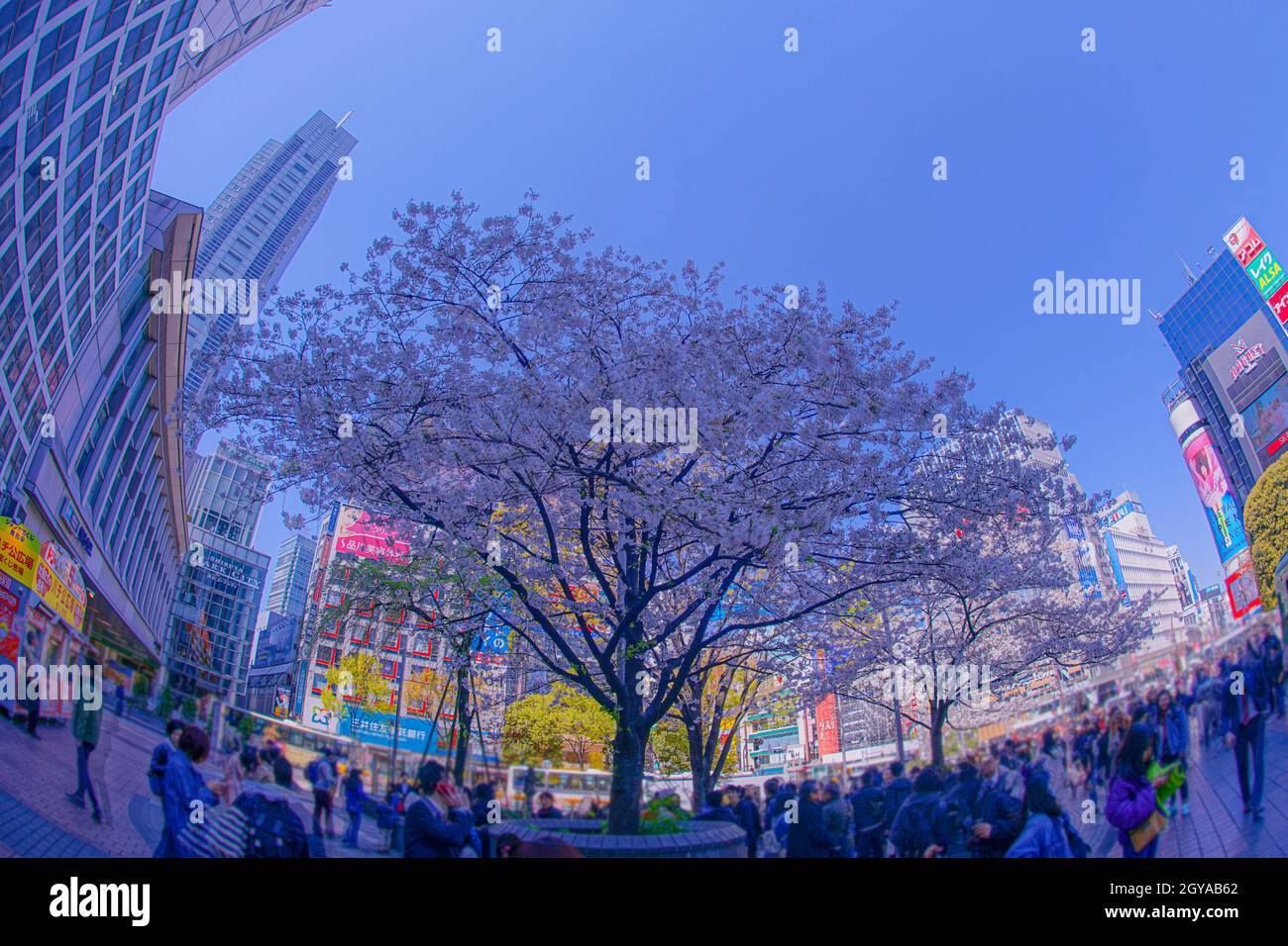 Shibuya Station of the cherry tree and the blue sky. Shooting Location ...