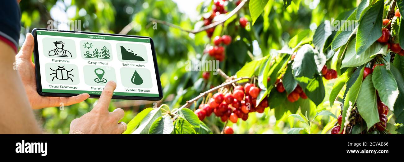 Smart Farming Digital Technology Agriculture App At Farm Stock Photo ...