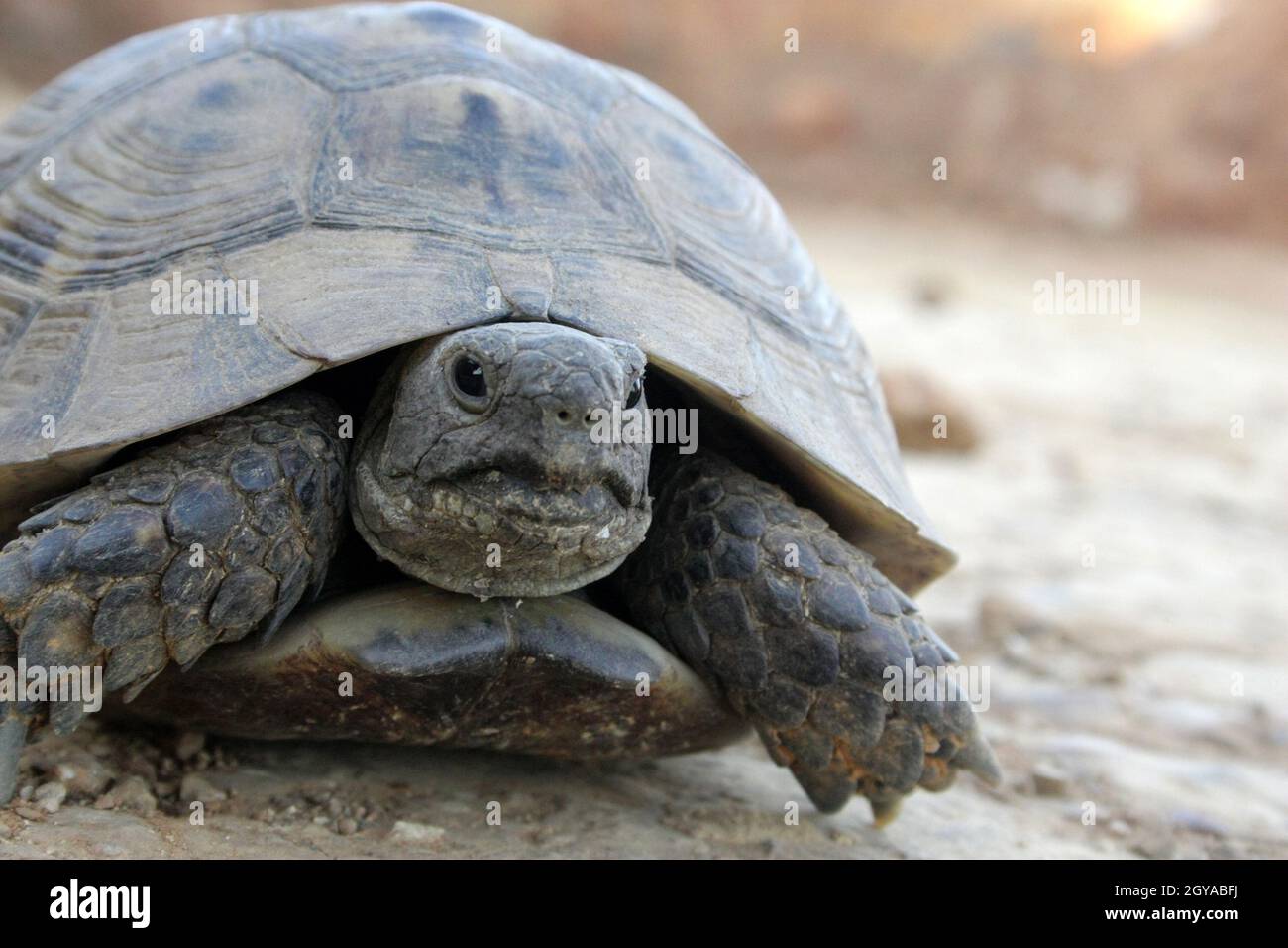 Closeup shot of a turtle in wild nature on the sand in summer season ...