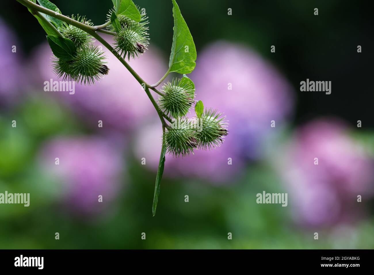 Articum lappa, Inflorescence of Greater burdock against blurred green ...