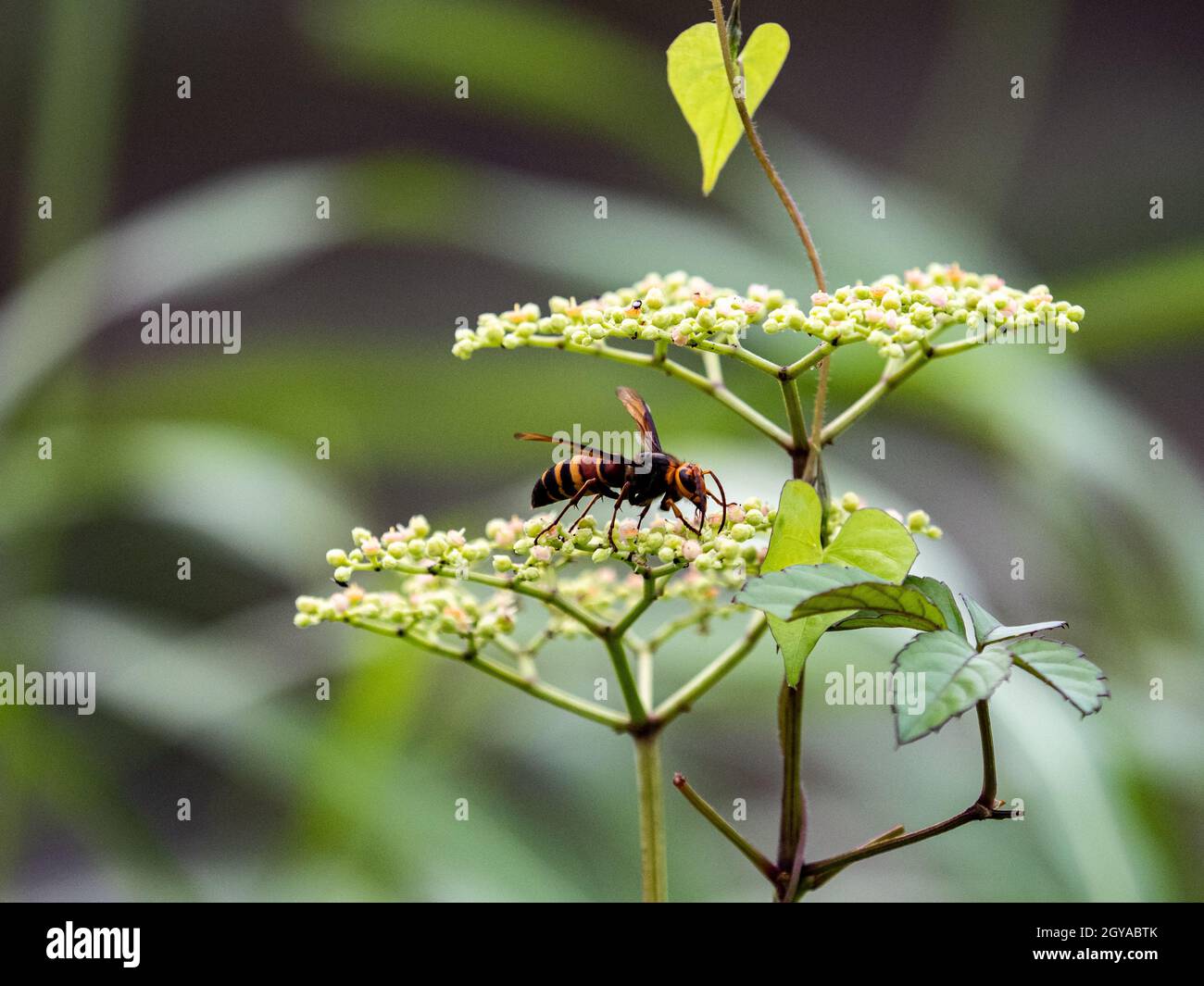 Closeup shot of a Japanese giant hornet on a small bushkiller vine ...