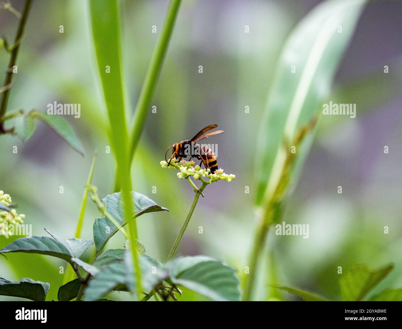 Asian giant hornet murder hornet hi-res stock photography and images ...