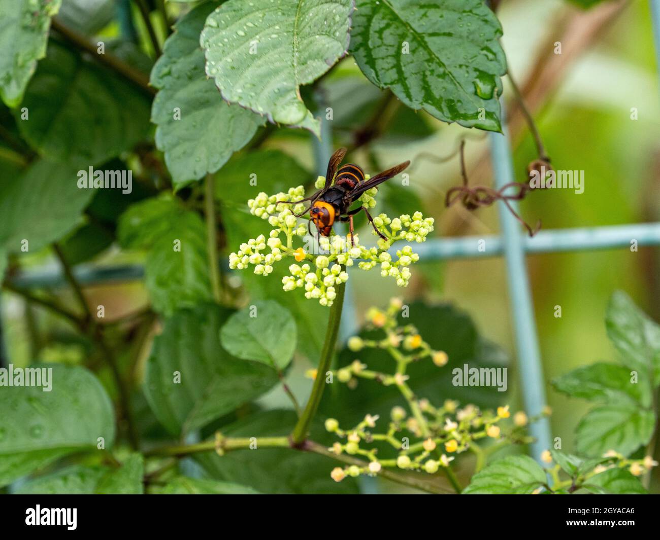 Closeup shot of a Japanese giant hornet on a small bushkiller vine ...