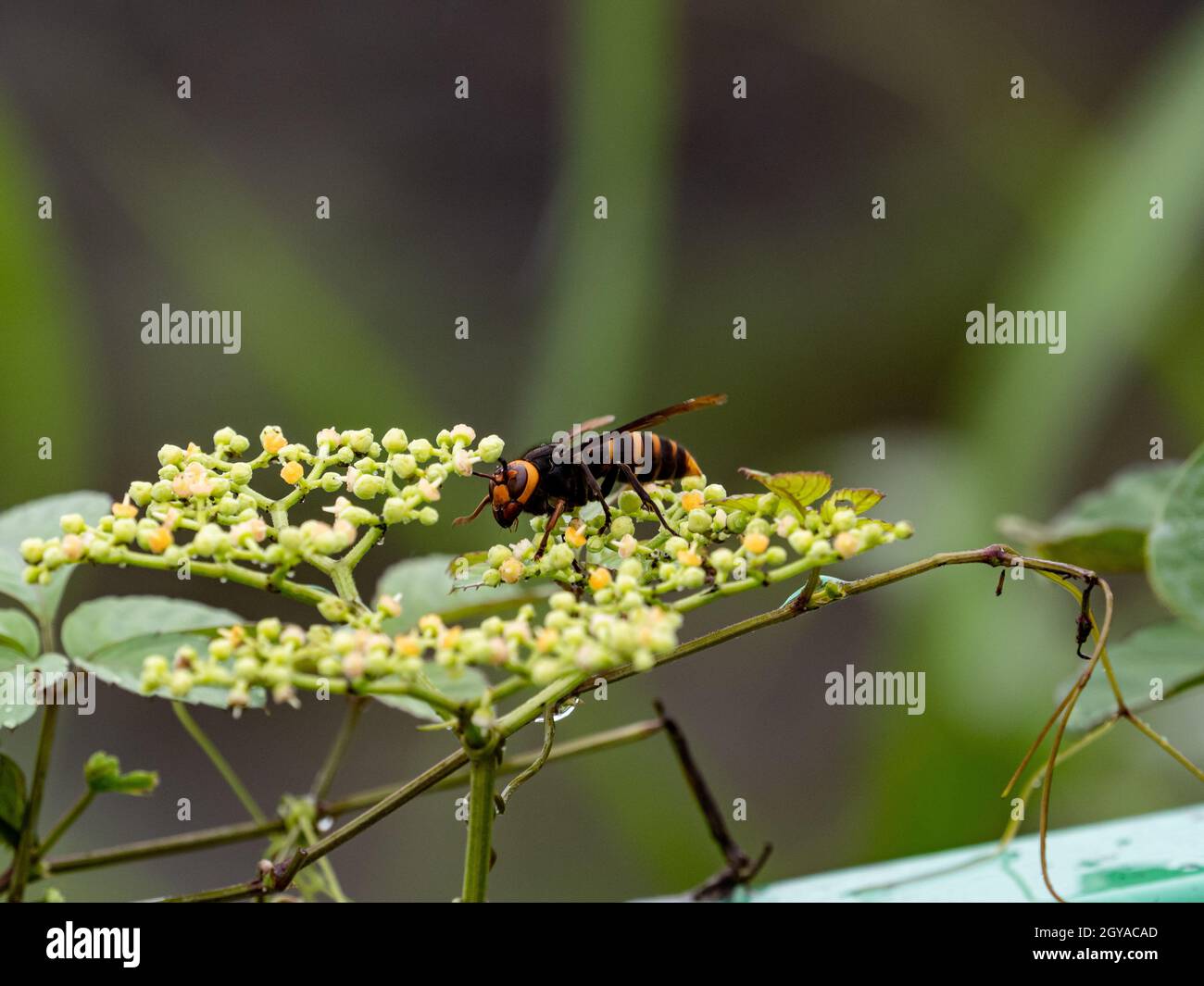 Closeup shot of a Japanese giant hornet on a small bushkiller vine ...