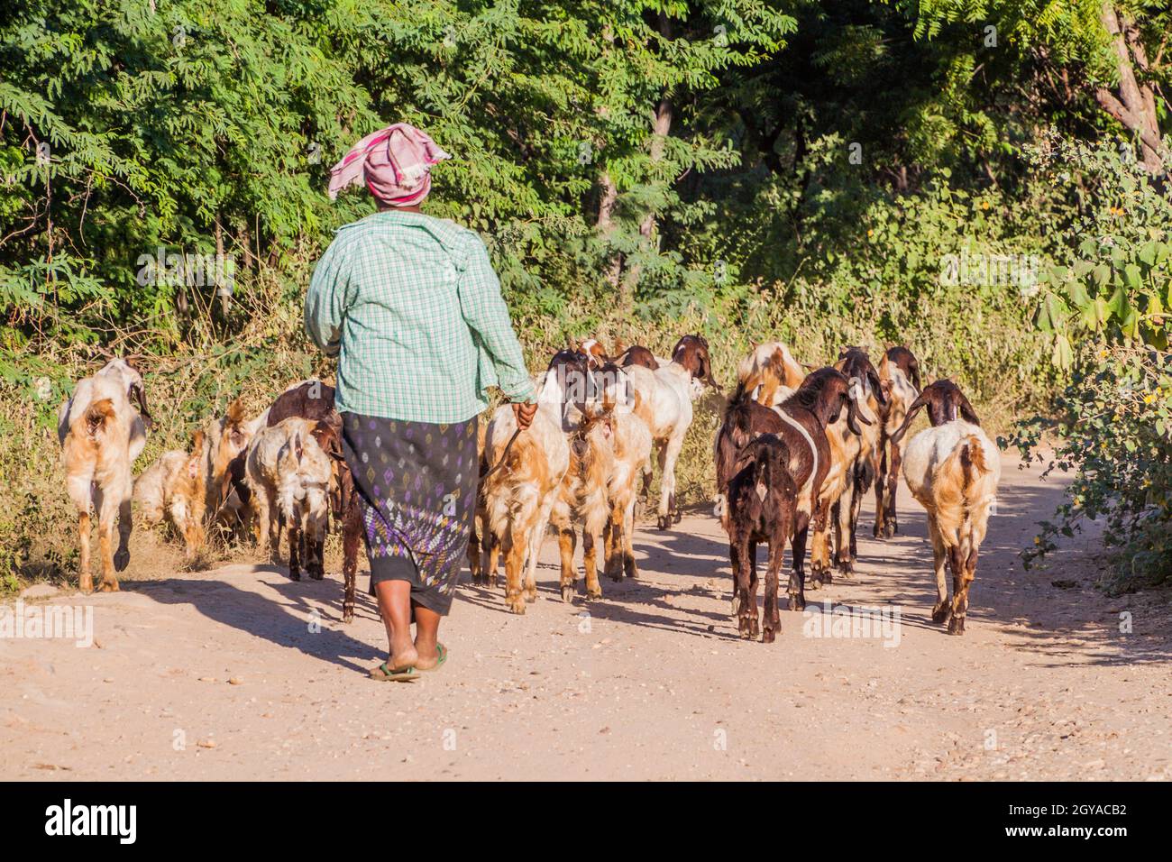 Burmese goat hi-res stock photography and images - Alamy