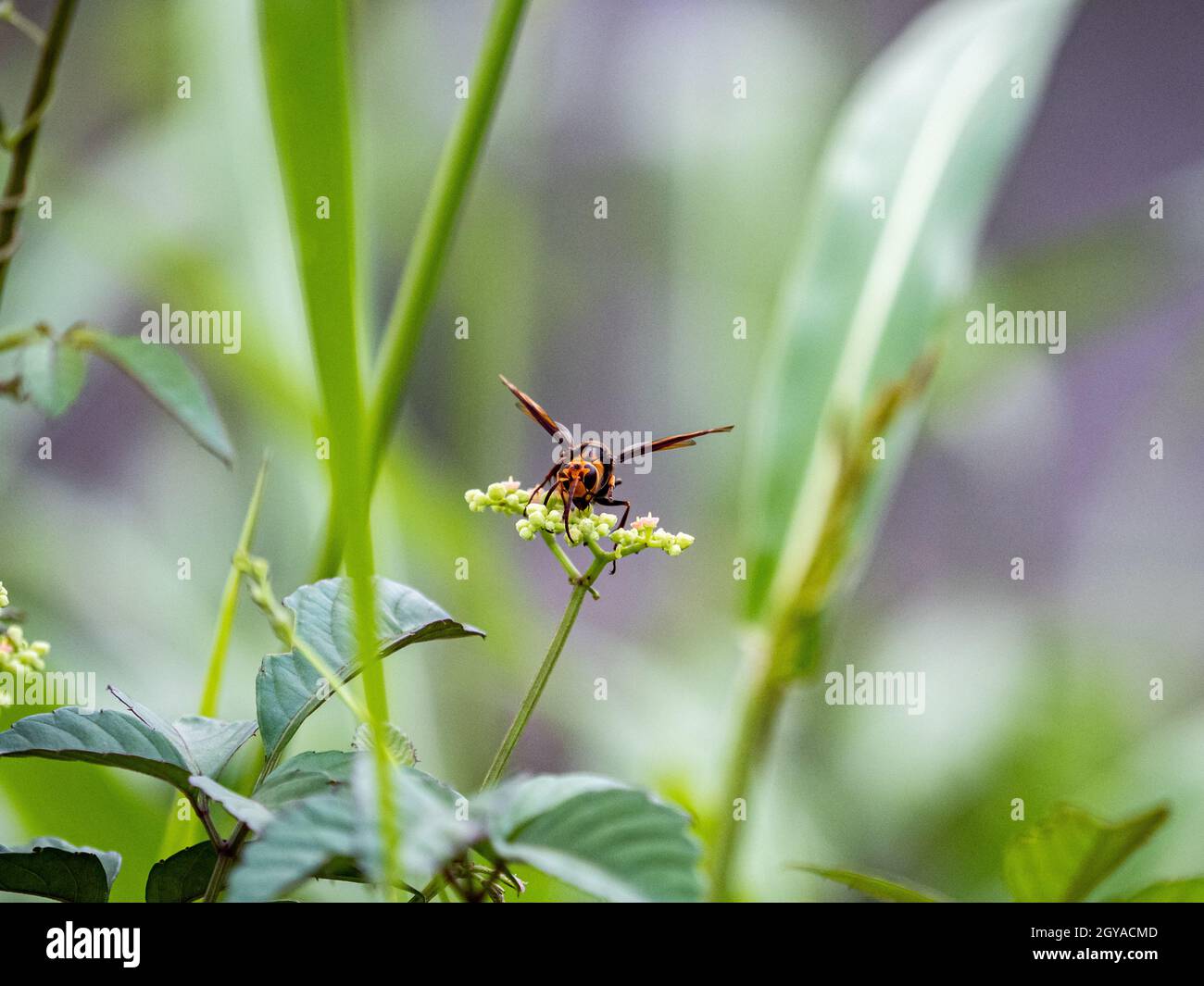 Asian giant hornet murder hornet hi-res stock photography and images ...