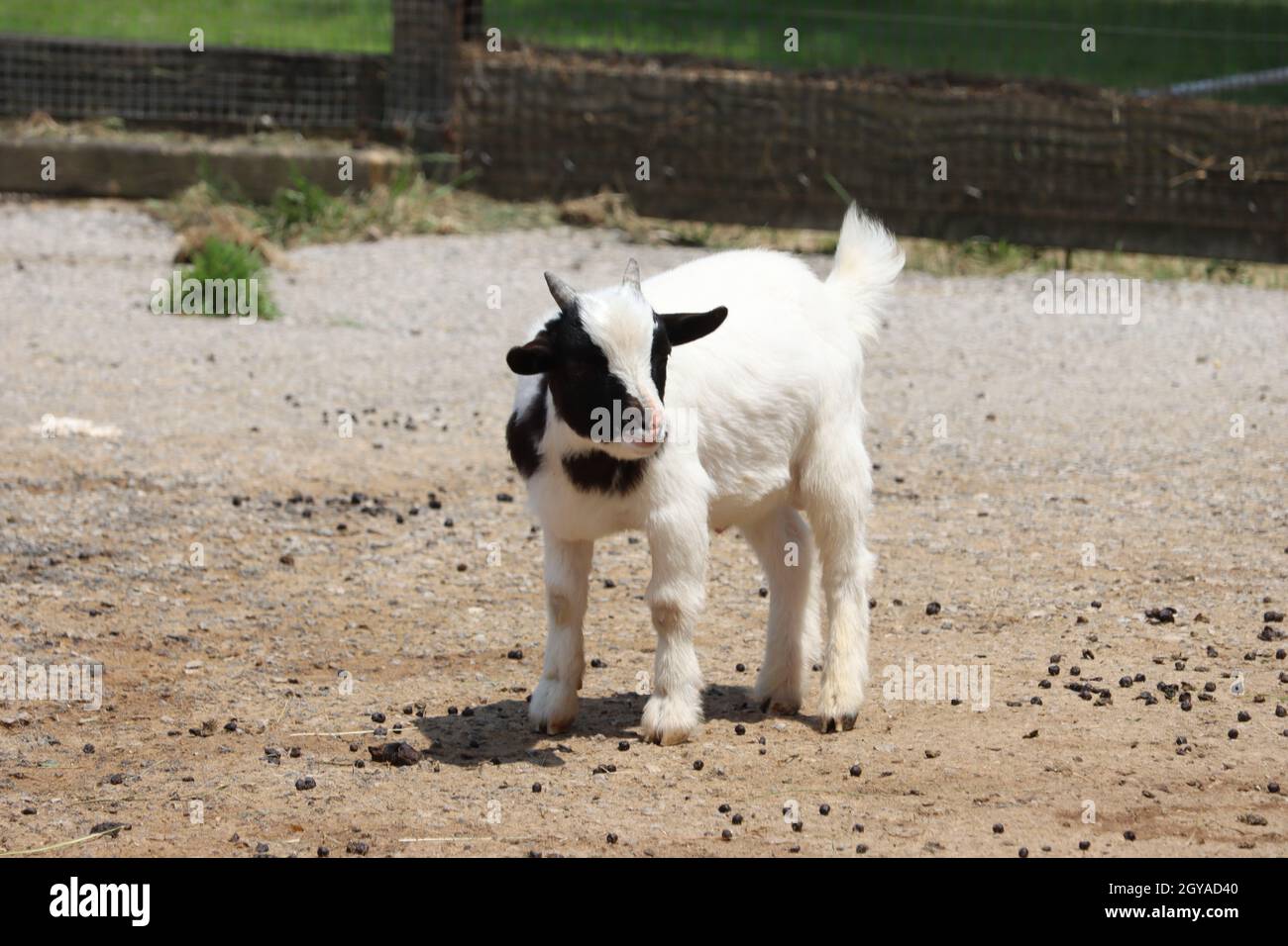 beautiful restless animal goat brave crazy funny natural Stock Photo ...
