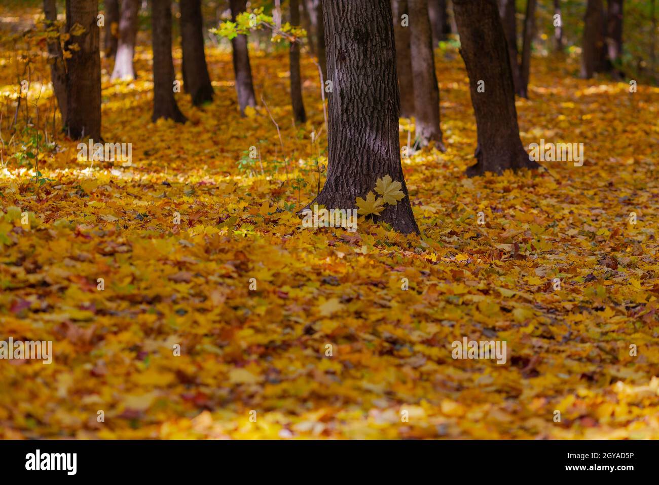 Thick carpet of leaves hi-res stock photography and images - Alamy
