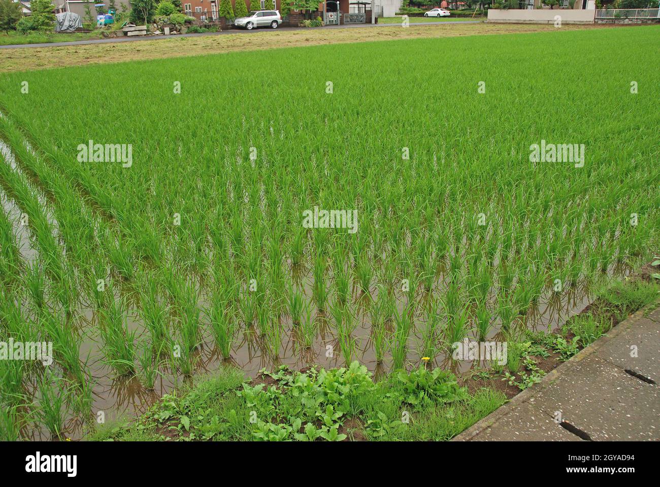 Family Rice Paddy Field in a Suburb in Japan Stock Photo - Alamy