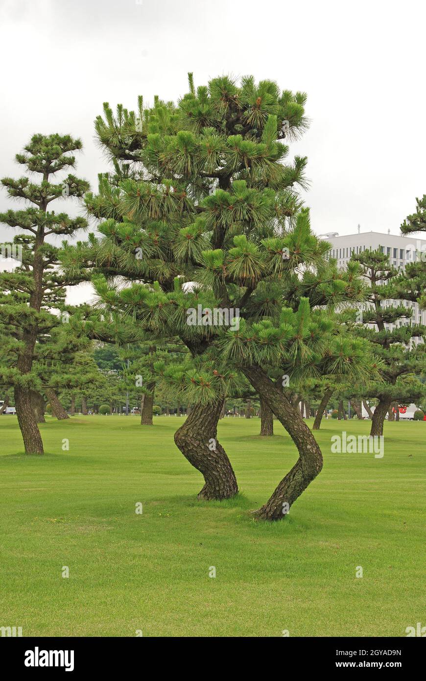 Uniquely Shaped Tree on the Royal Imperial Palace Complex in Tokyo ...