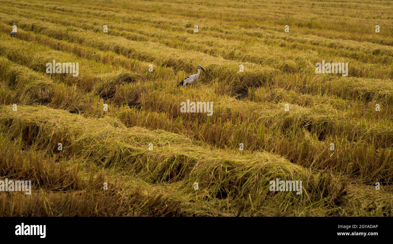 Turn overs hi-res stock photography and images - Alamy
