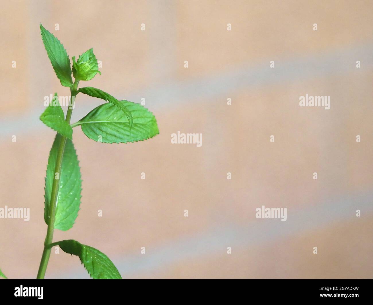 peppermint (scientific name Mentha x piperita) plant Stock Photo - Alamy