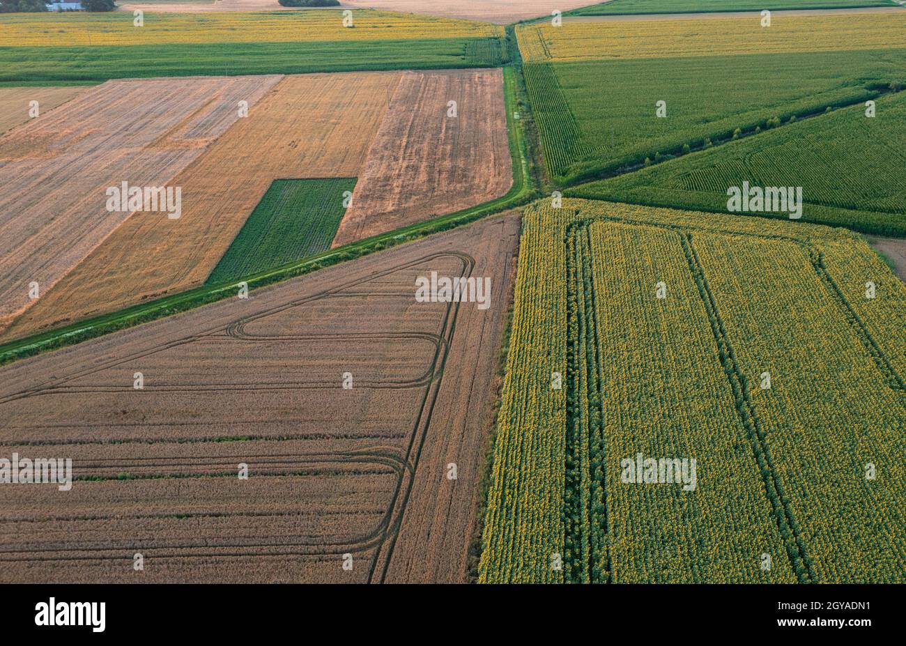 Sunflower, Corn and another crop fields diagonal view, Podlaskie ...