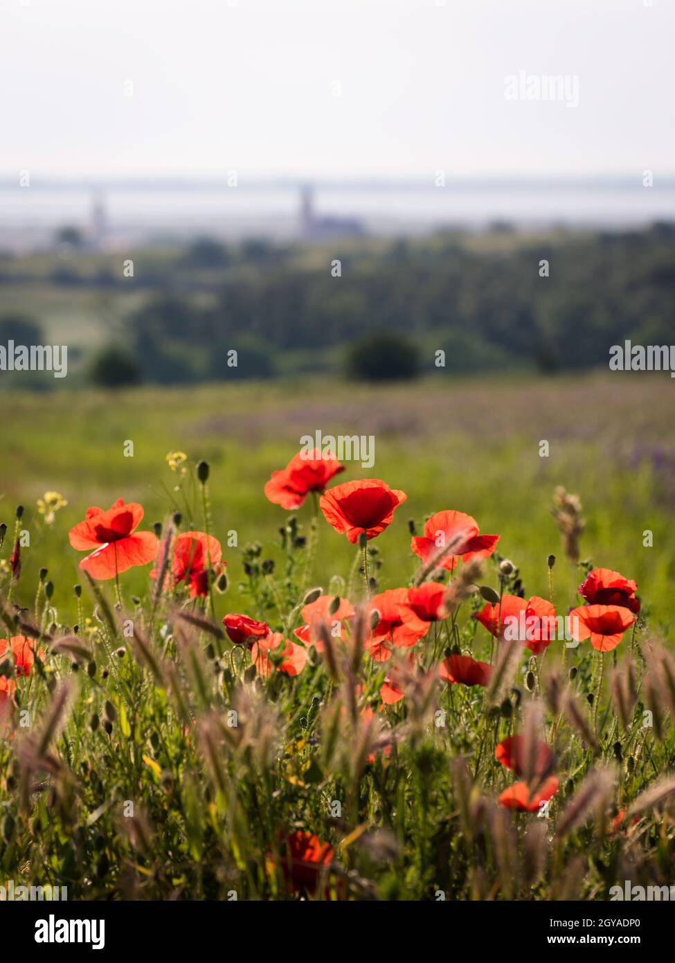 Poppy flowers on a meadow in the back city of rust in Burgenland Stock ...