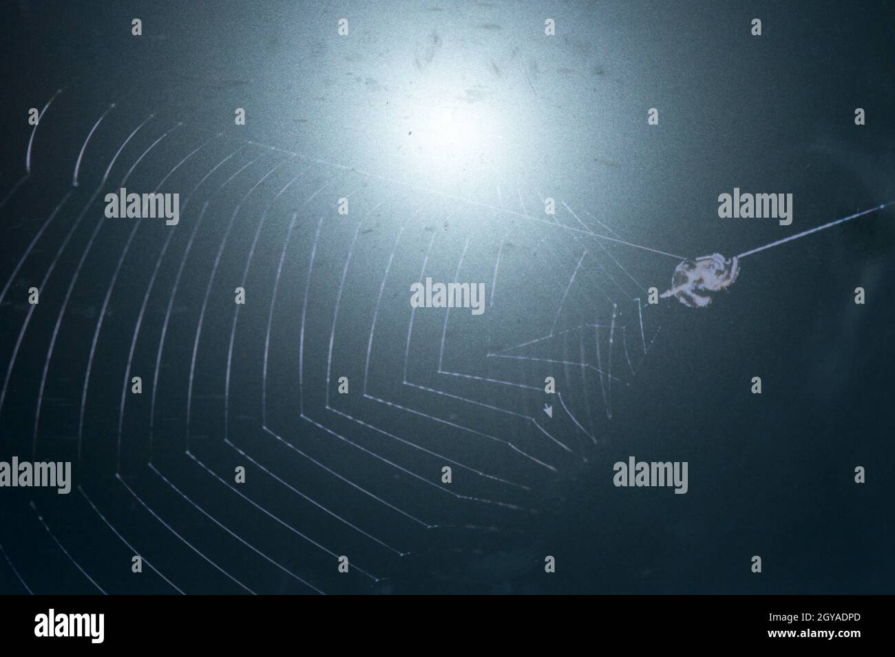Slingshot Spider or Hyptiotes cavatus also known as the triangle weaver ...