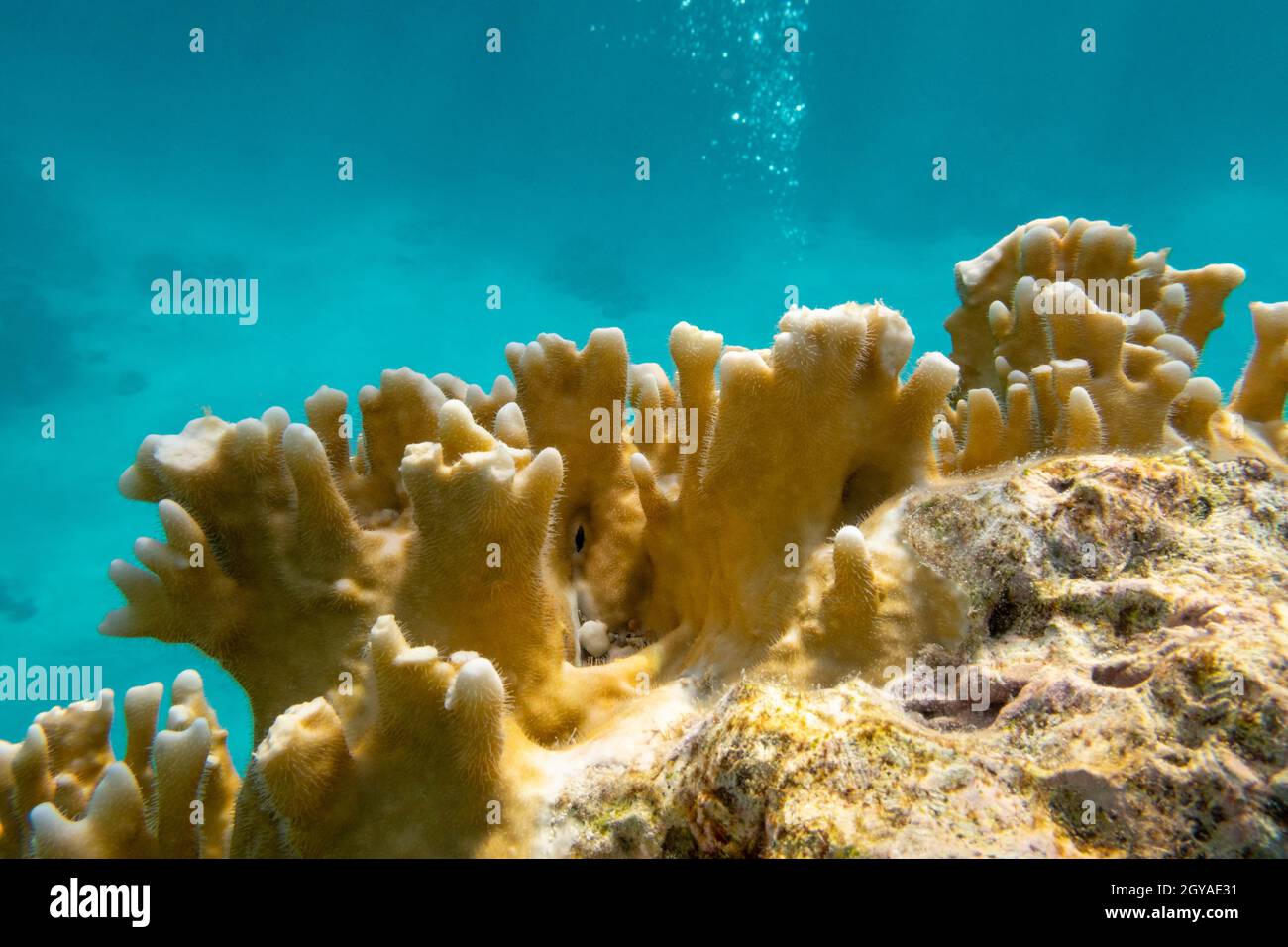 Colorful coral reef at the bottom of tropical sea, yellow fire coral ...