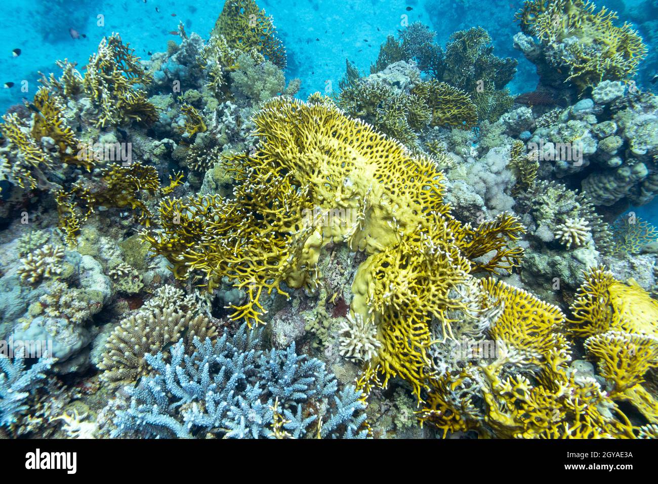 Colorful coral reef at the bottom of tropical sea, yellow fire coral ...