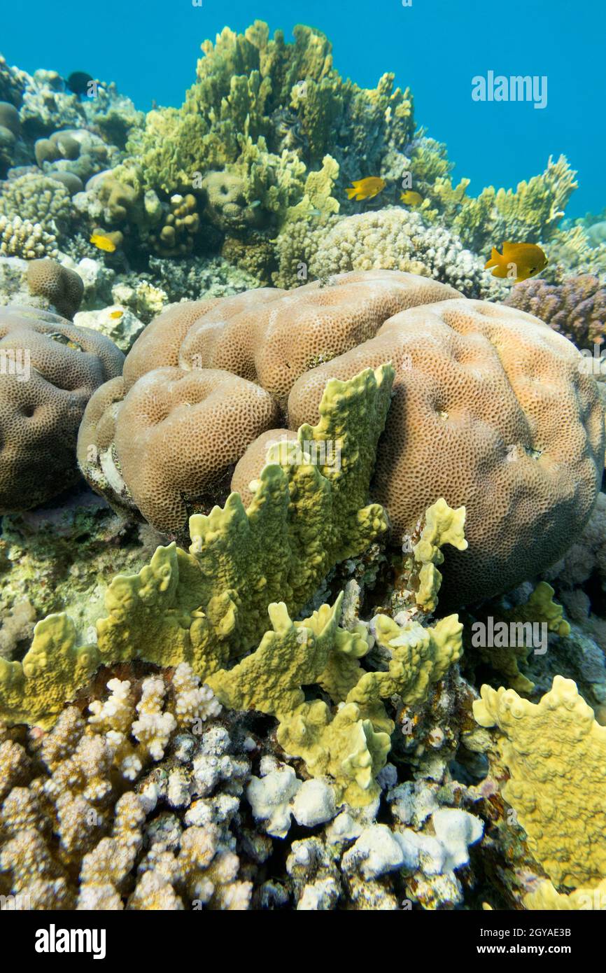 Colorful coral reef at the bottom of tropical sea, hard corals ...