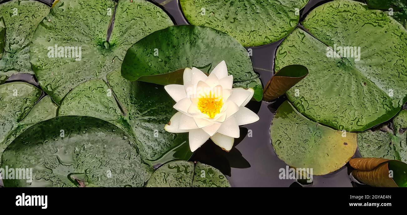 Water lily bloom in pond Stock Photo - Alamy