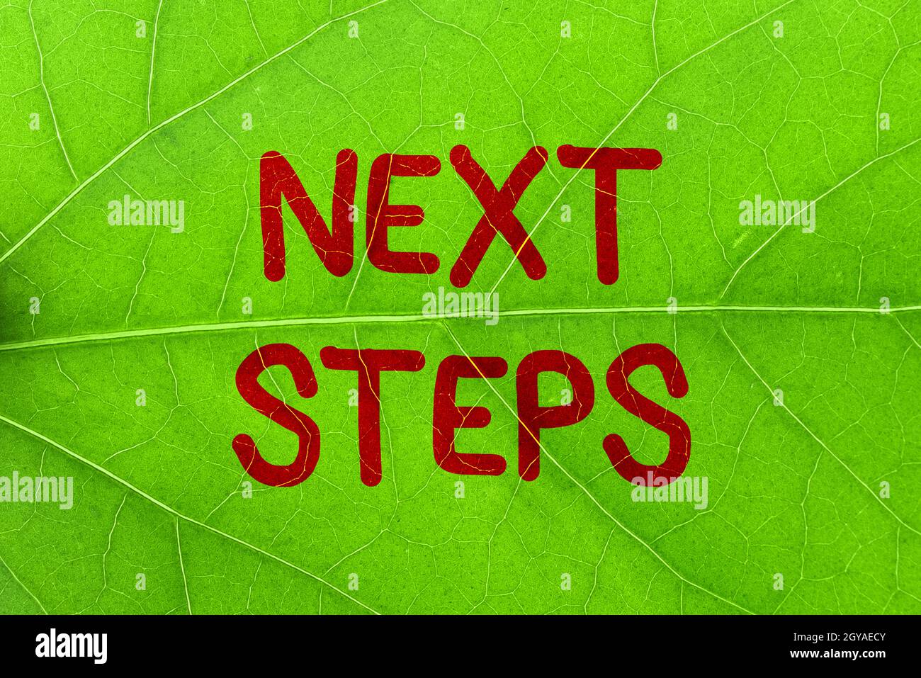 Text showing inspiration Next Steps, Concept meaning something you do ...