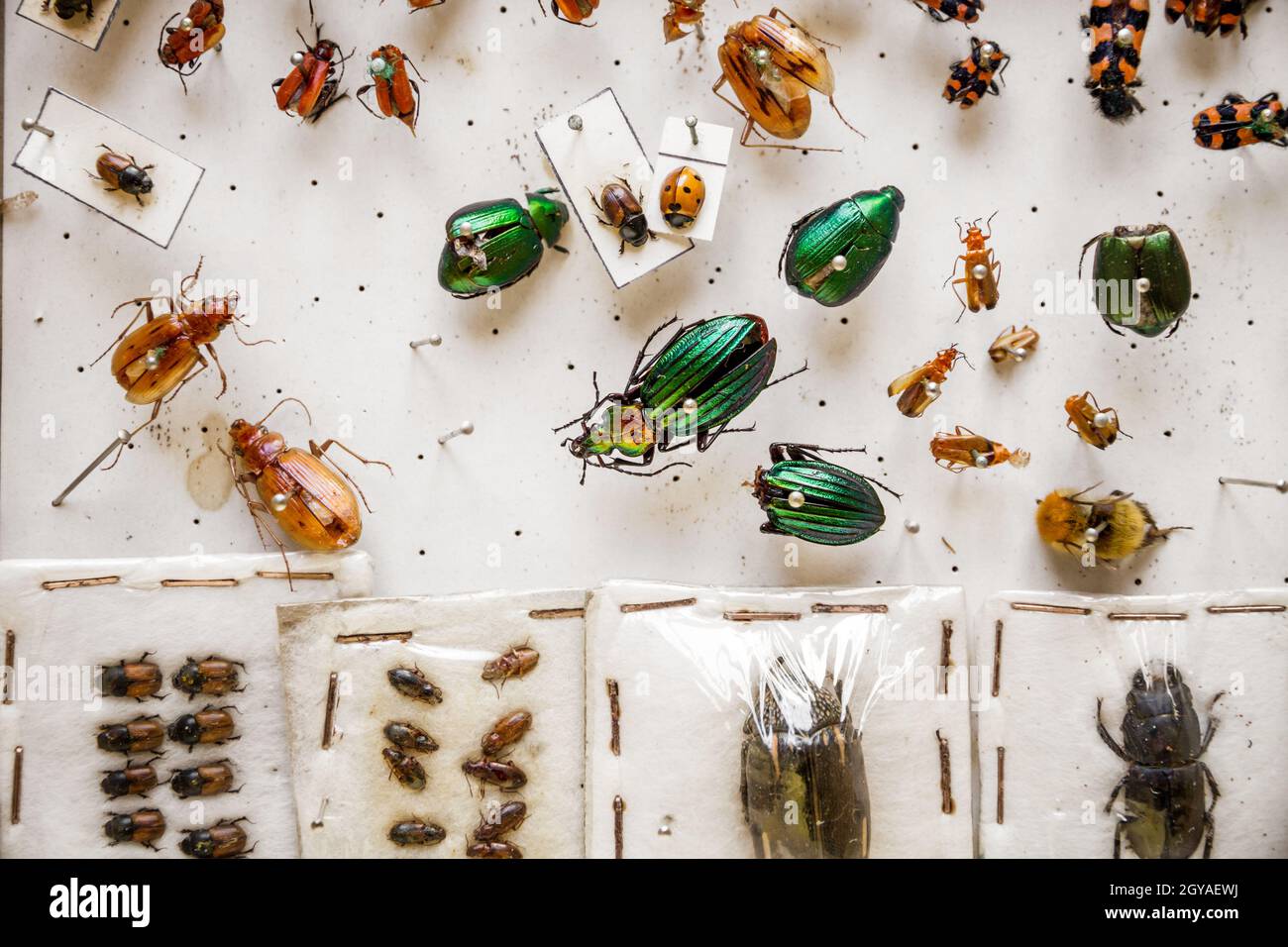 Dried insects collection on white background display Stock Photo - Alamy
