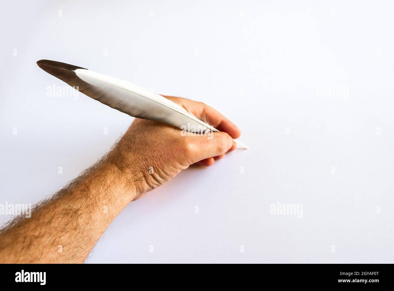 hand writing with a bird feather isolated on white background Stock ...