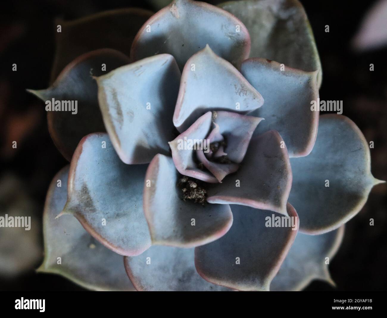 beautiful succulent crass plant family natural cactus Stock Photo - Alamy